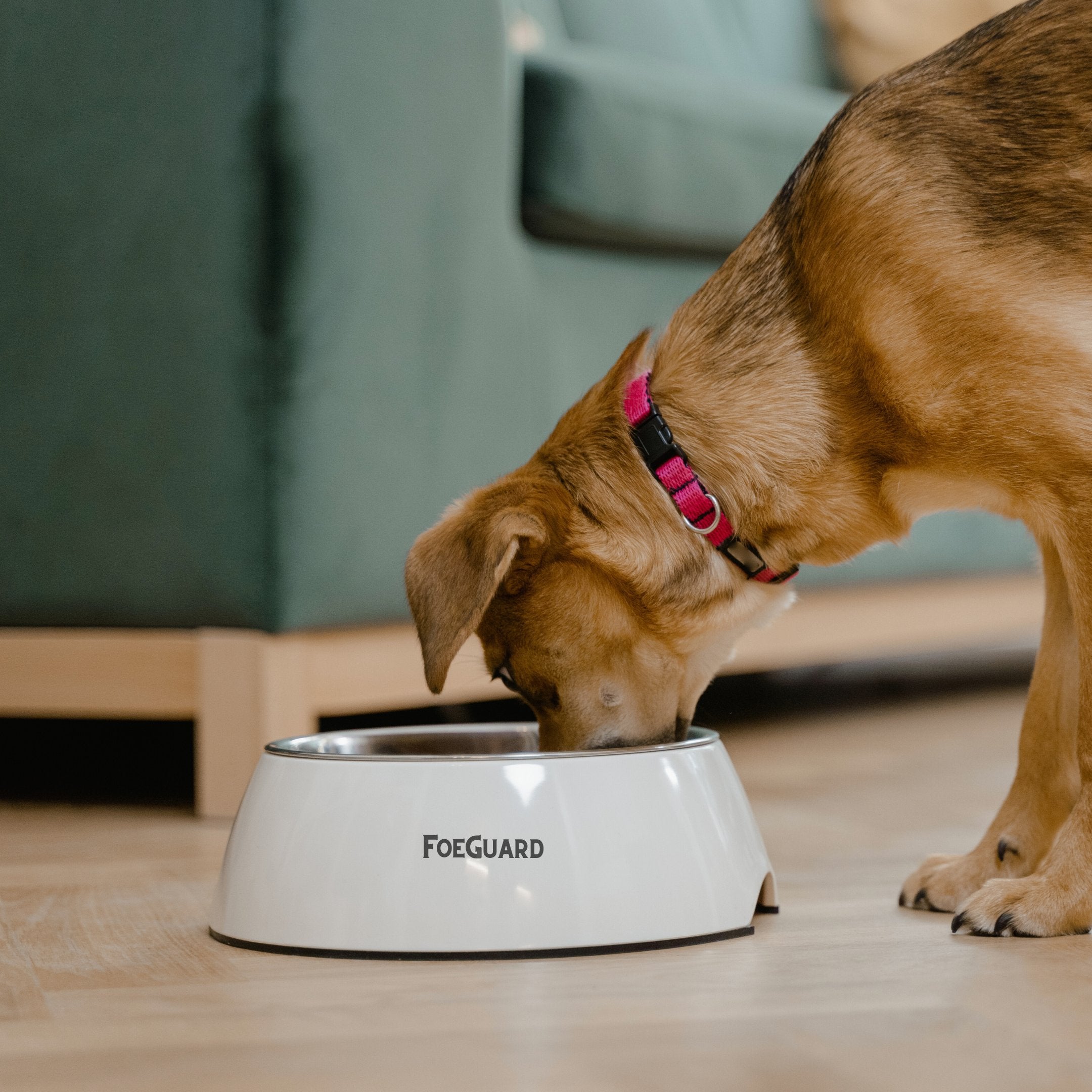 Monthly Bundles for Dogs | Affordable Raw Dog Food Combos – #1 Fresh ...